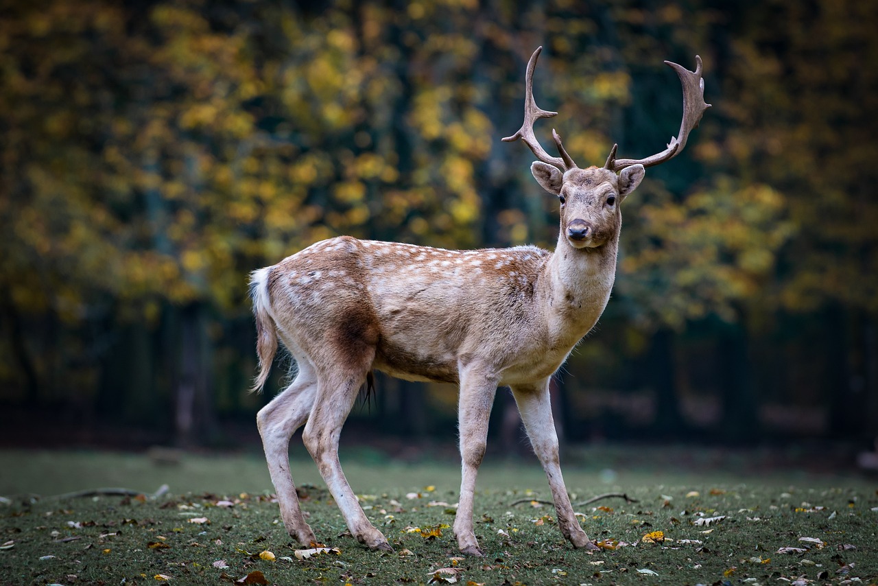 What Provides the Set of Guiding Principles for Managing Wildlife ...